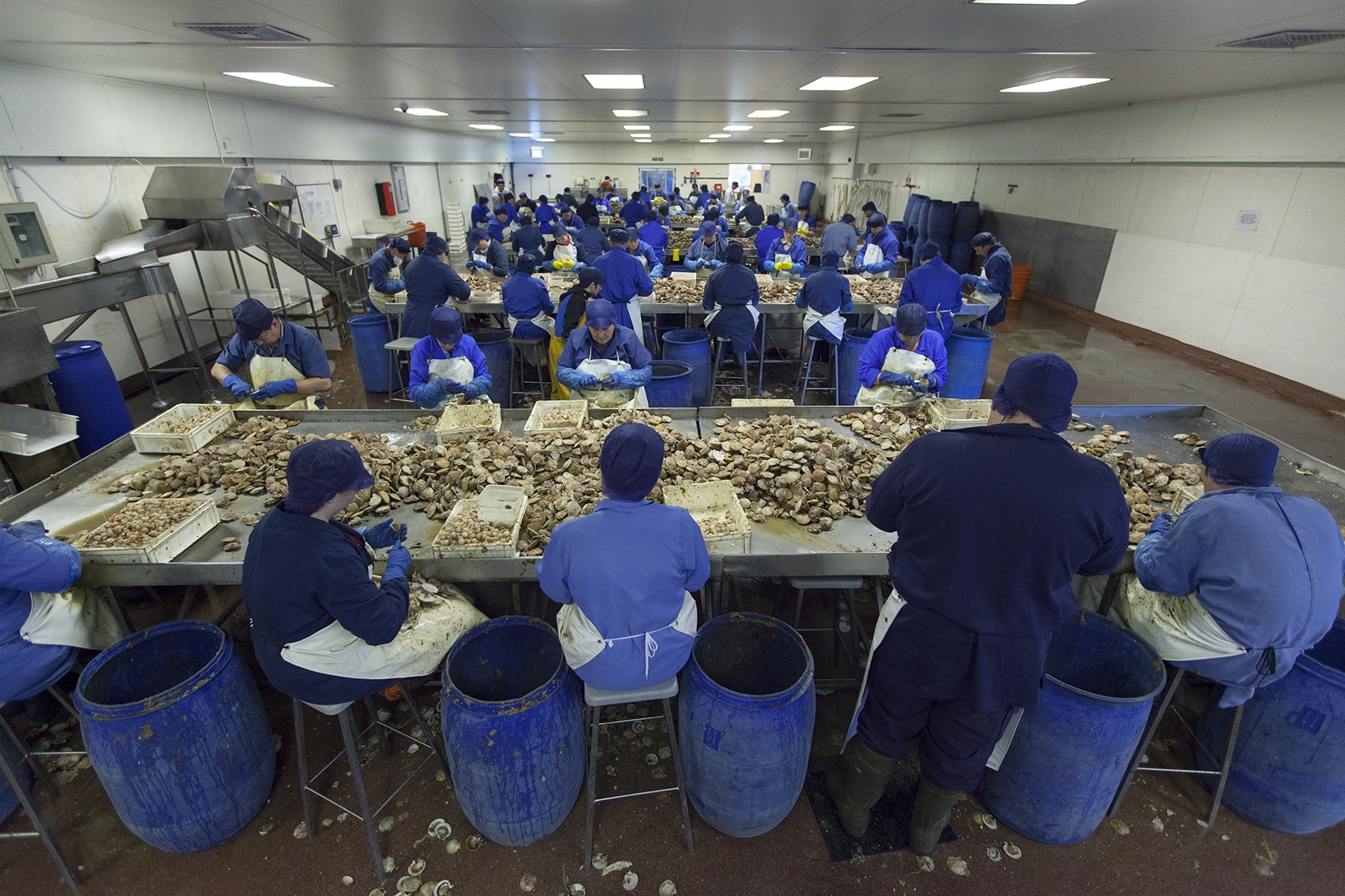 Gallery - West Coast Sea Products Ltd - Wholesale Shellfish Suppliers