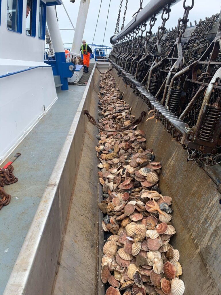 Gallery - West Coast Sea Products Ltd - Wholesale Shellfish Suppliers