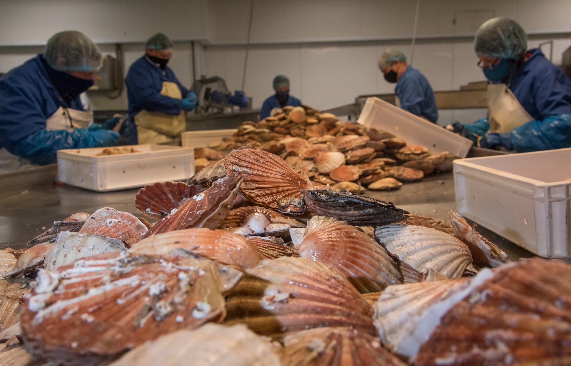 Gallery - West Coast Sea Products Ltd - Wholesale Shellfish Suppliers