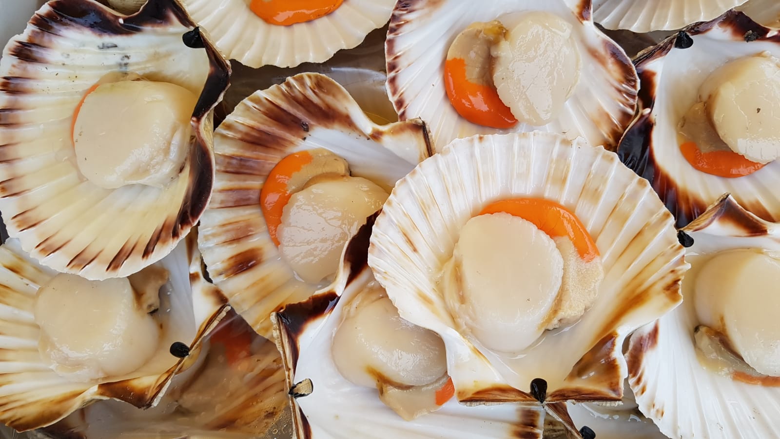 Gallery - West Coast Sea Products Ltd - Wholesale Shellfish Suppliers