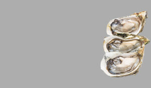 Shellfish & Scallops From Scotland | West Coast Sea Products