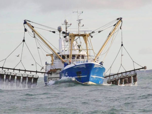 Shellfish & Scallops From Scotland | West Coast Sea Products