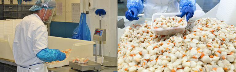 Scallop Processing Factory & Scallop Exporter | West Coast Sea Products