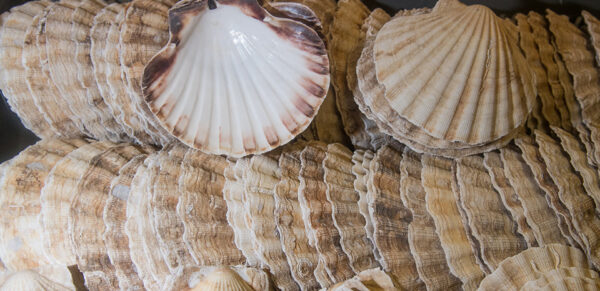 Wholesale Scallops & Shellfish Suppliers | West Coast Sea Products