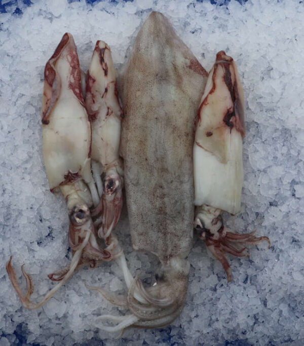 Squid - West Coast Sea Products Ltd - Wholesale Shellfish Suppliers