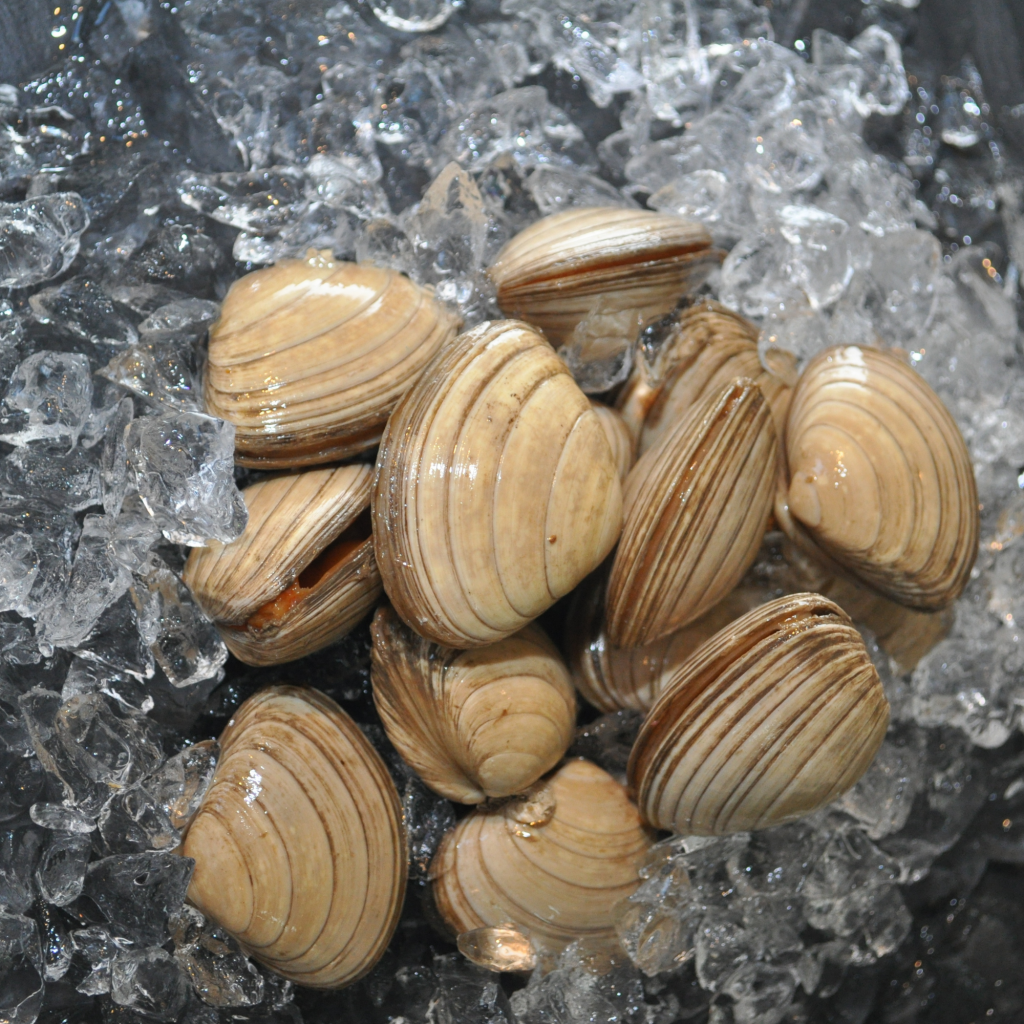 Surf Clams - West Coast Sea Products Ltd - Wholesale Shellfish Suppliers